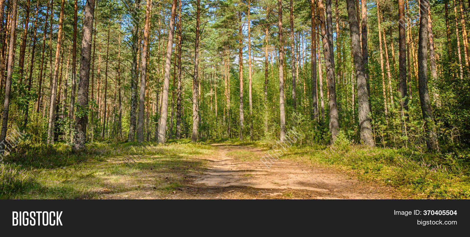 Panoramic Forest Image & Photo (Free Trial) | Bigstock