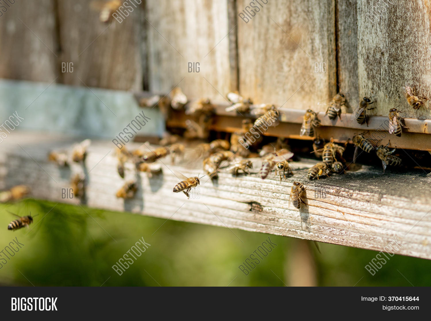 Bees Returning Bee Image & Photo (Free Trial) | Bigstock