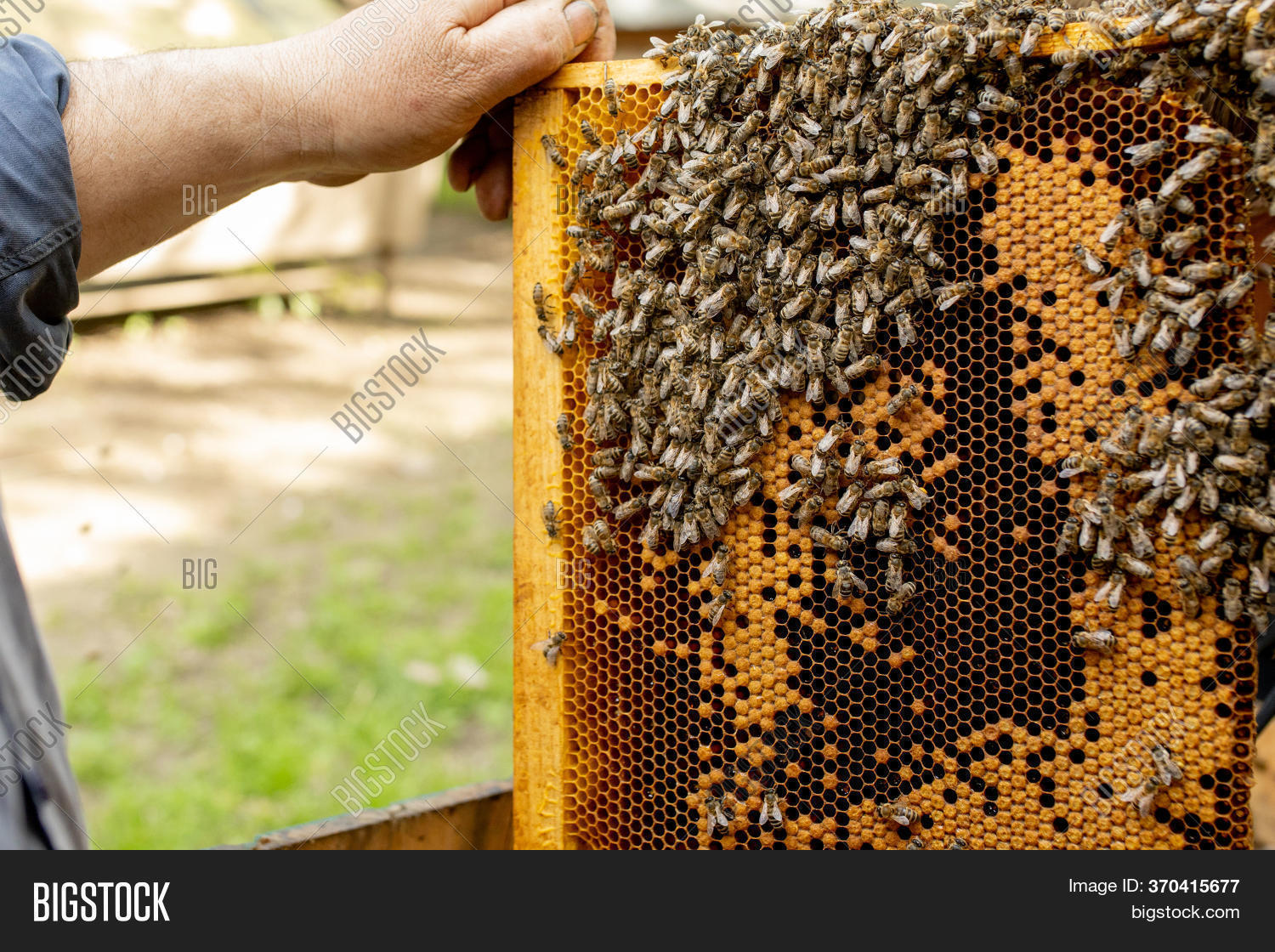 Apiculture Beekeeping Image & Photo (Free Trial) | Bigstock