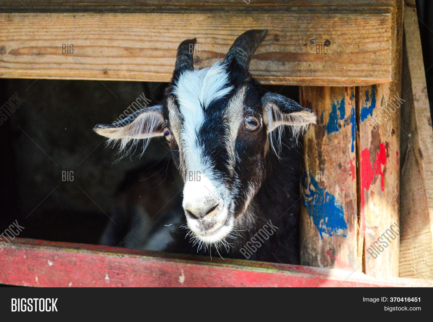 Goat Zoo Wooden Cage. Image & Photo (Free Trial) | Bigstock
