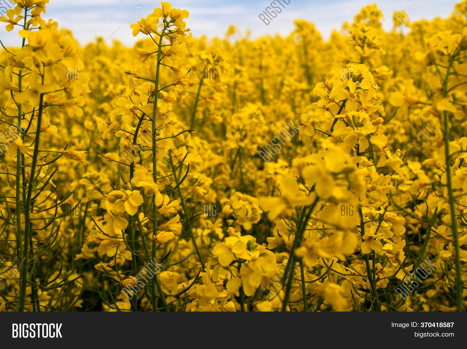 Beautiful Field Yellow Image & Photo (Free Trial) | Bigstock