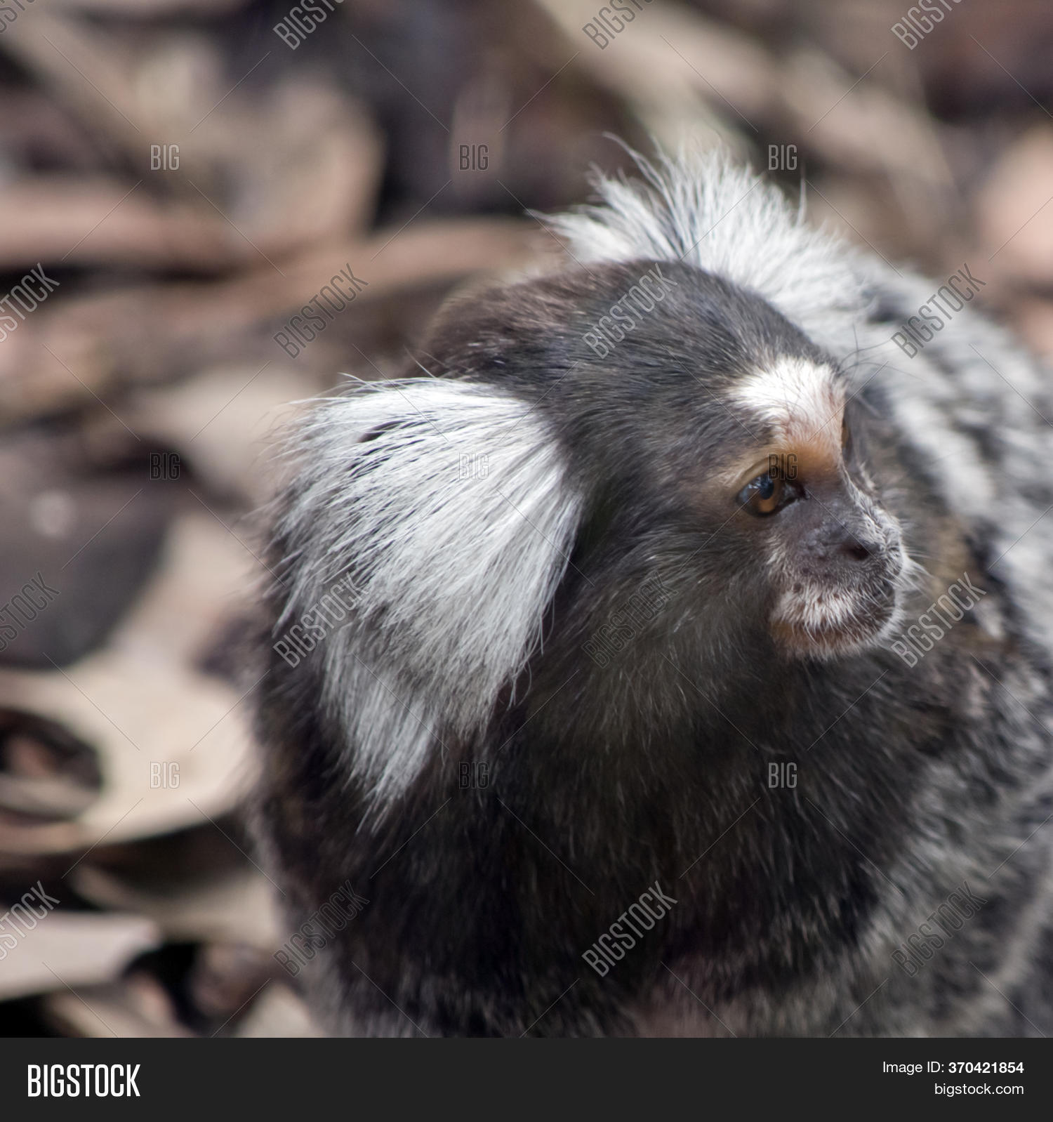 White Eared Marmoset Image & Photo (Free Trial) | Bigstock