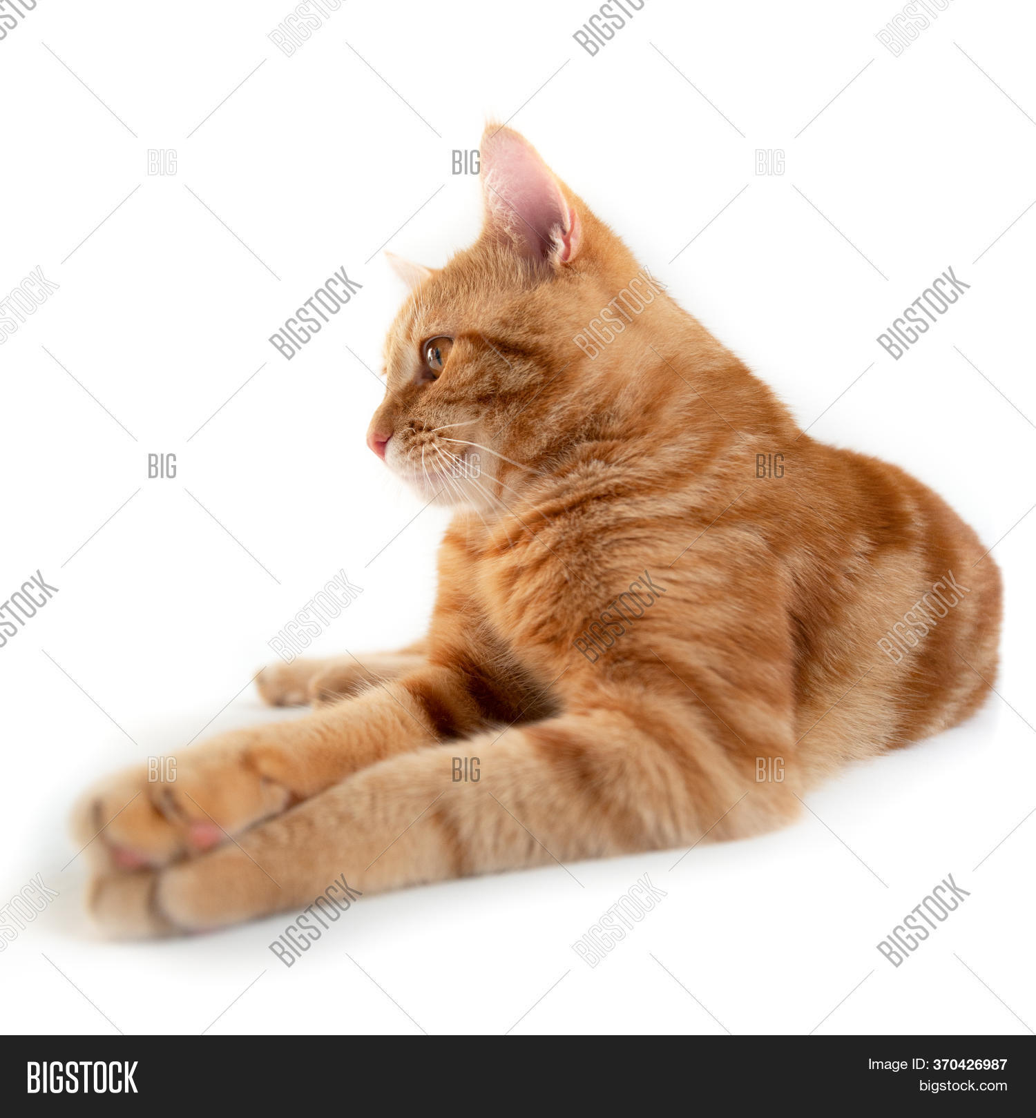 Orange Cat. Portrait Image & Photo (Free Trial) | Bigstock