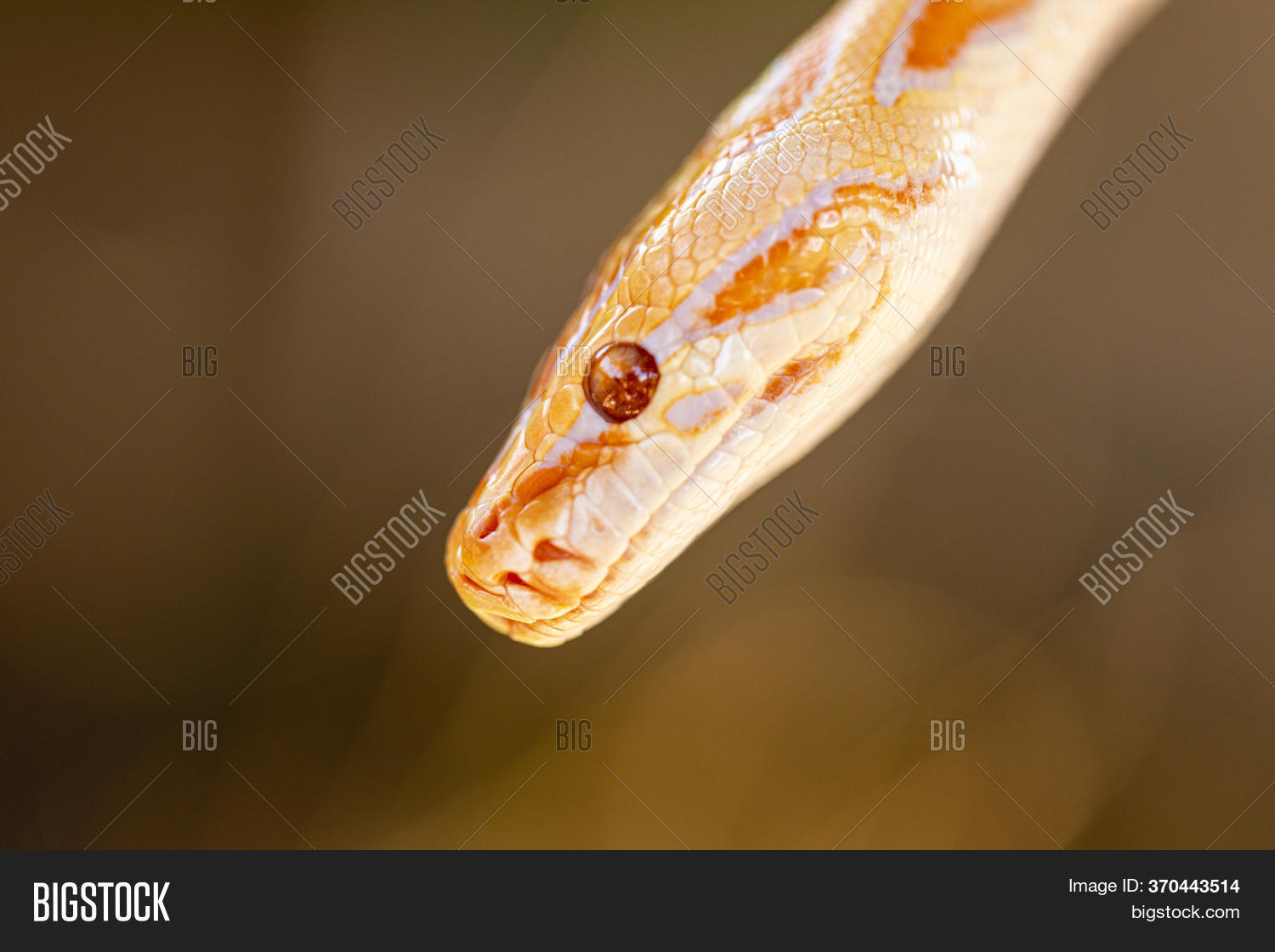 Beautiful Python Image & Photo (Free Trial) | Bigstock