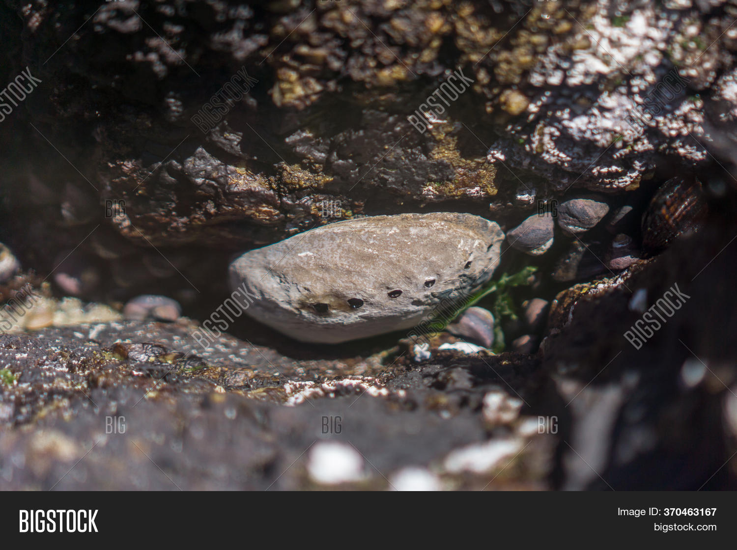 Live Abalone In Ocean