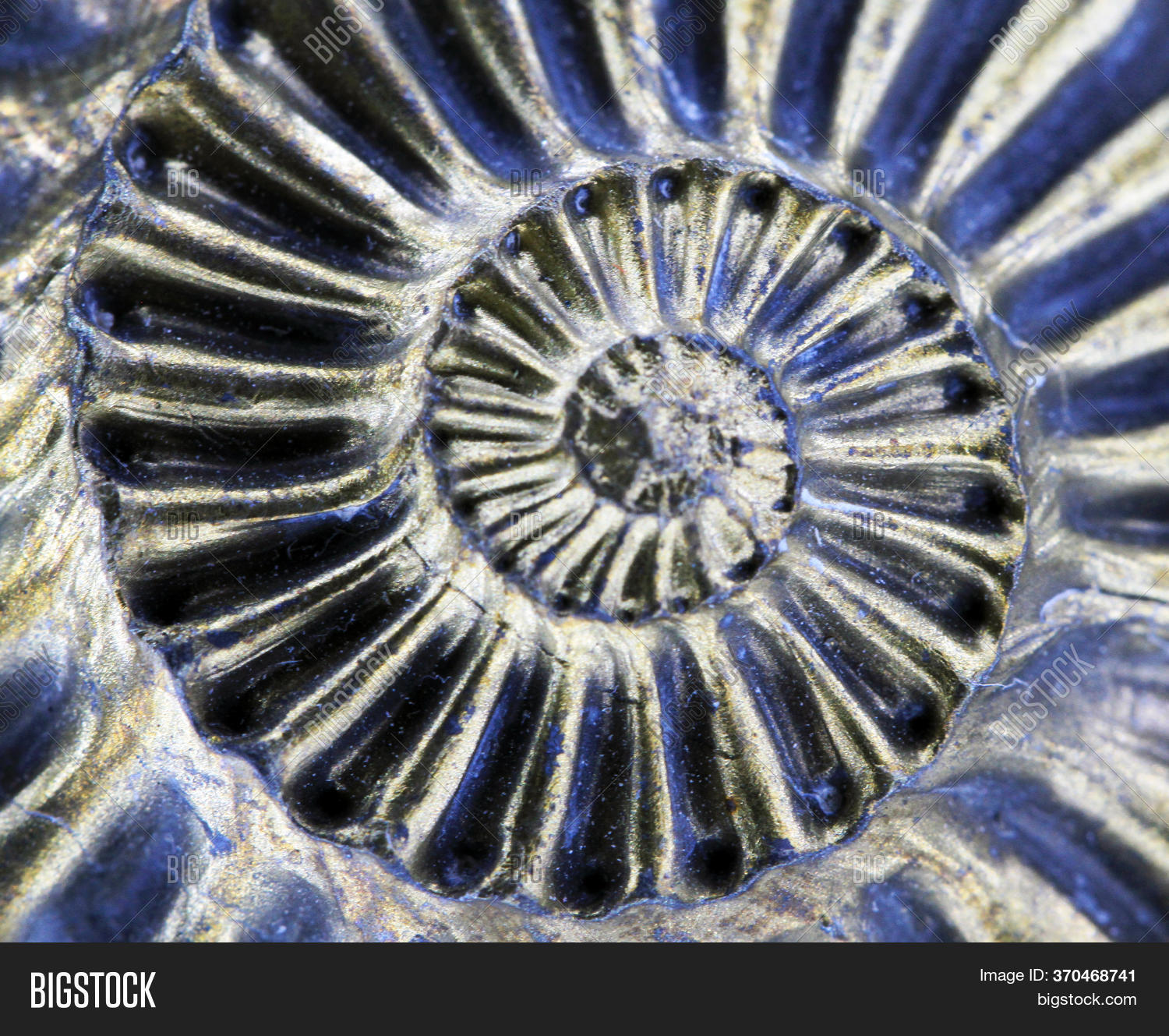 Ammonite Fossil Image & Photo (Free Trial) | Bigstock