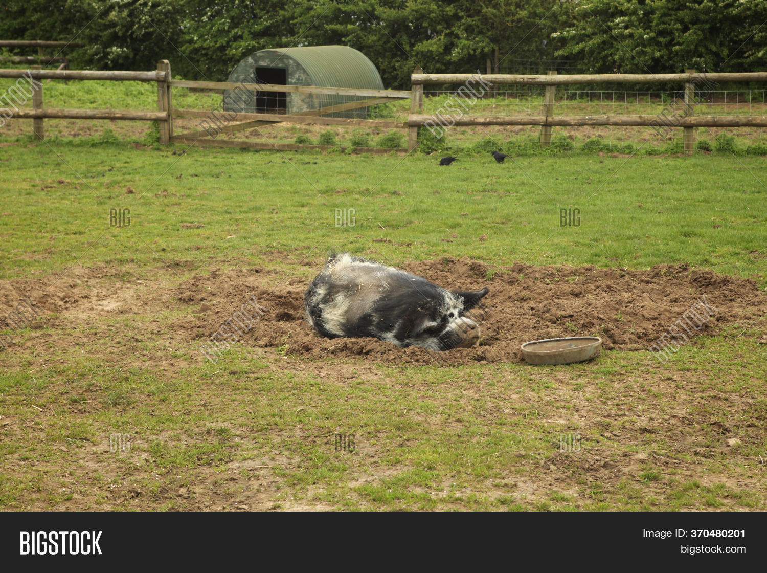 Pig Pigsty On Farm Image & Photo (Free Trial) | Bigstock