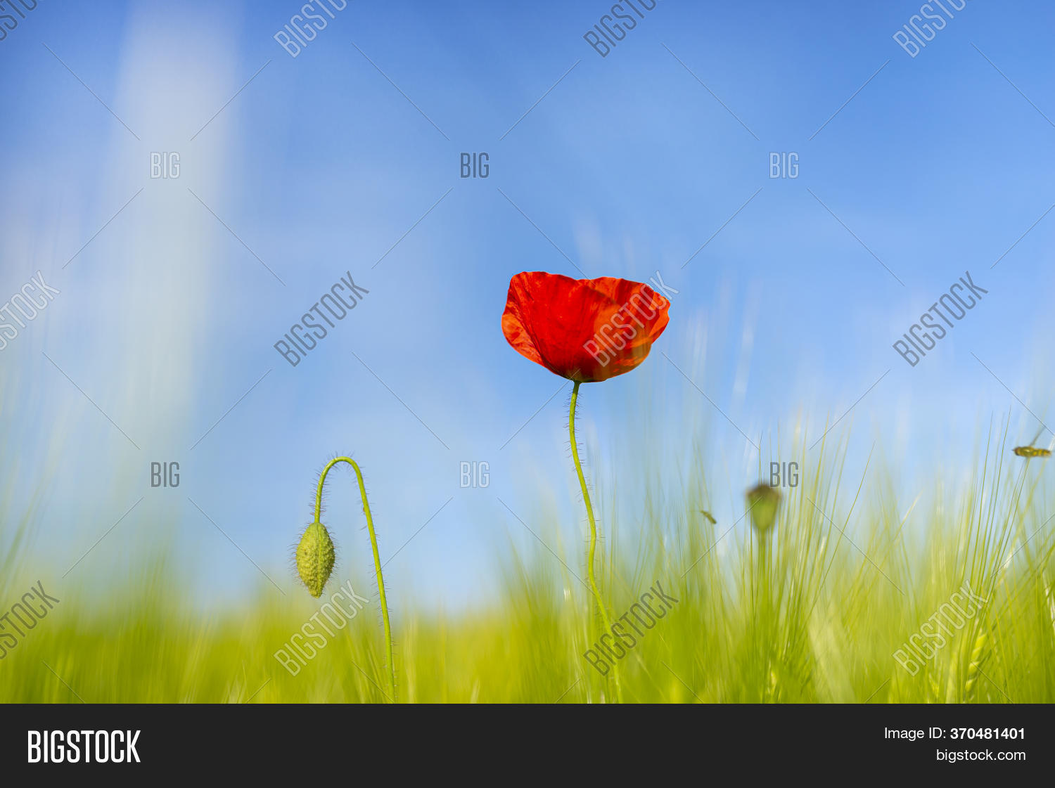 Beautiful Common Poppy Image & Photo (Free Trial) | Bigstock