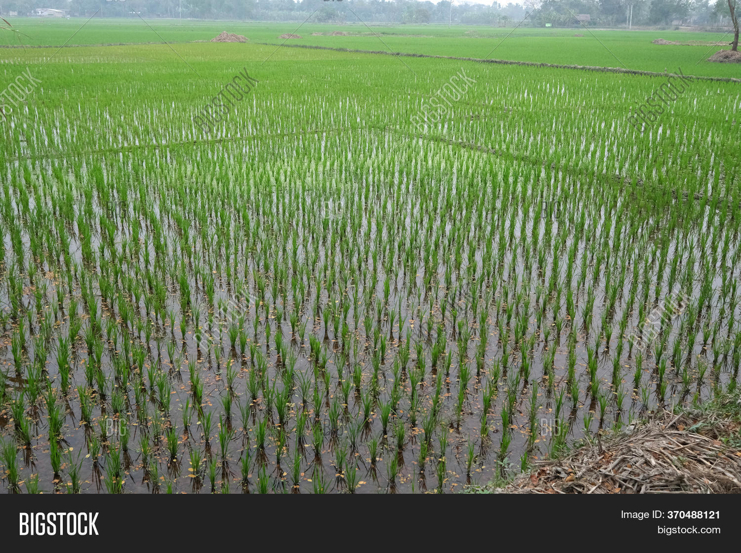 KUMROKHALI, INDIA - Image & Photo (Free Trial) | Bigstock
