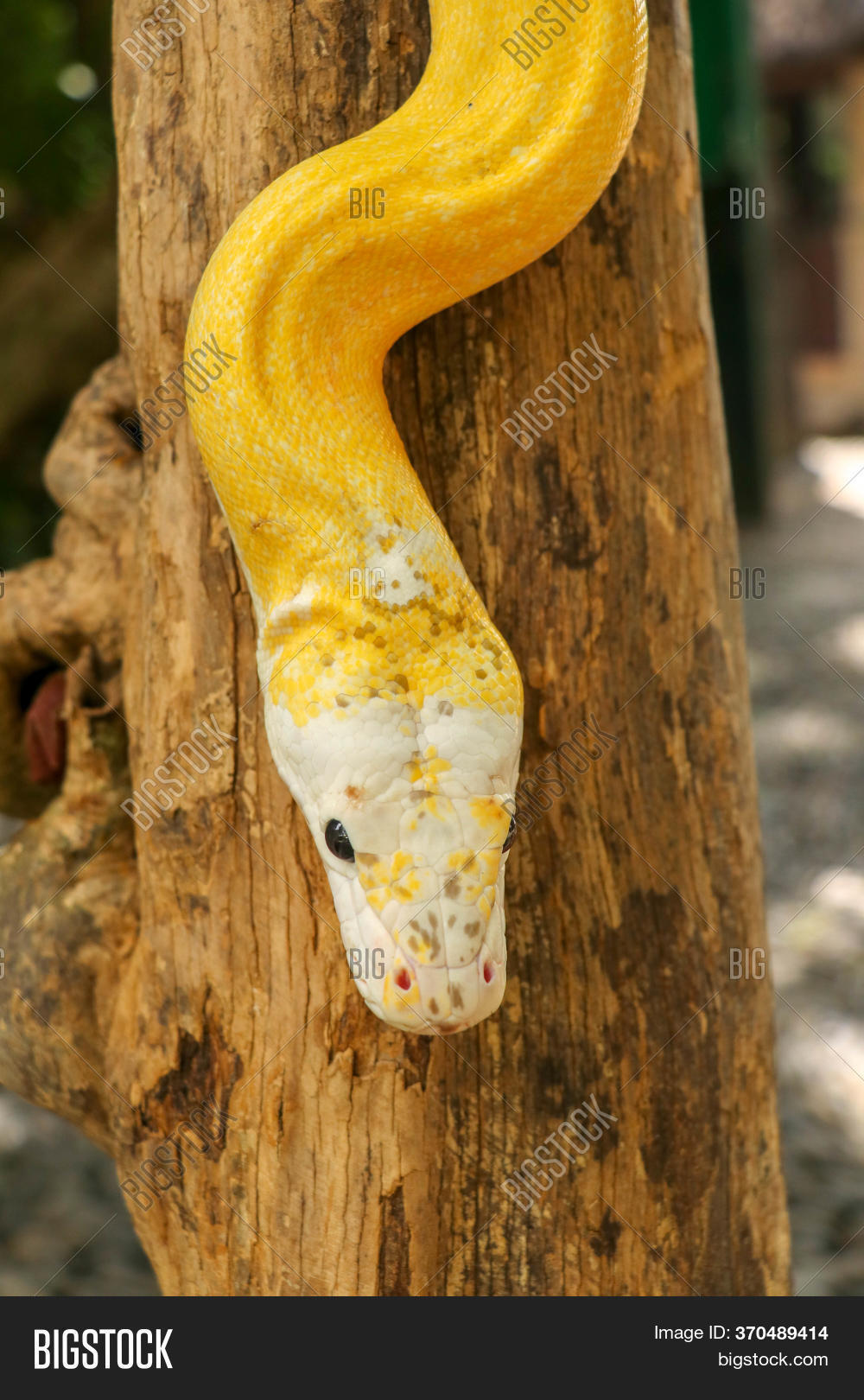 Adult Individual Snake Image & Photo (Free Trial) | Bigstock