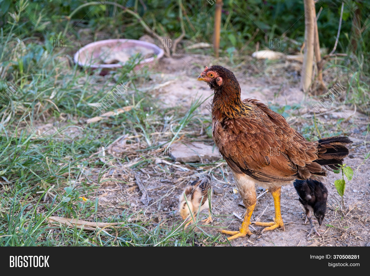 Hens On Traditional Image & Photo (Free Trial) | Bigstock