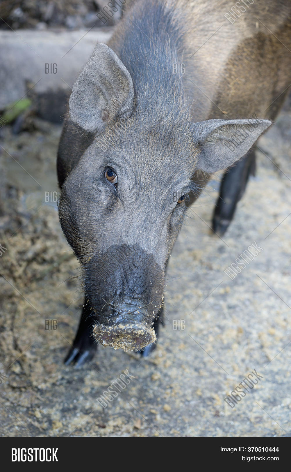 Wild Boars Black Fur, Image & Photo (Free Trial) | Bigstock