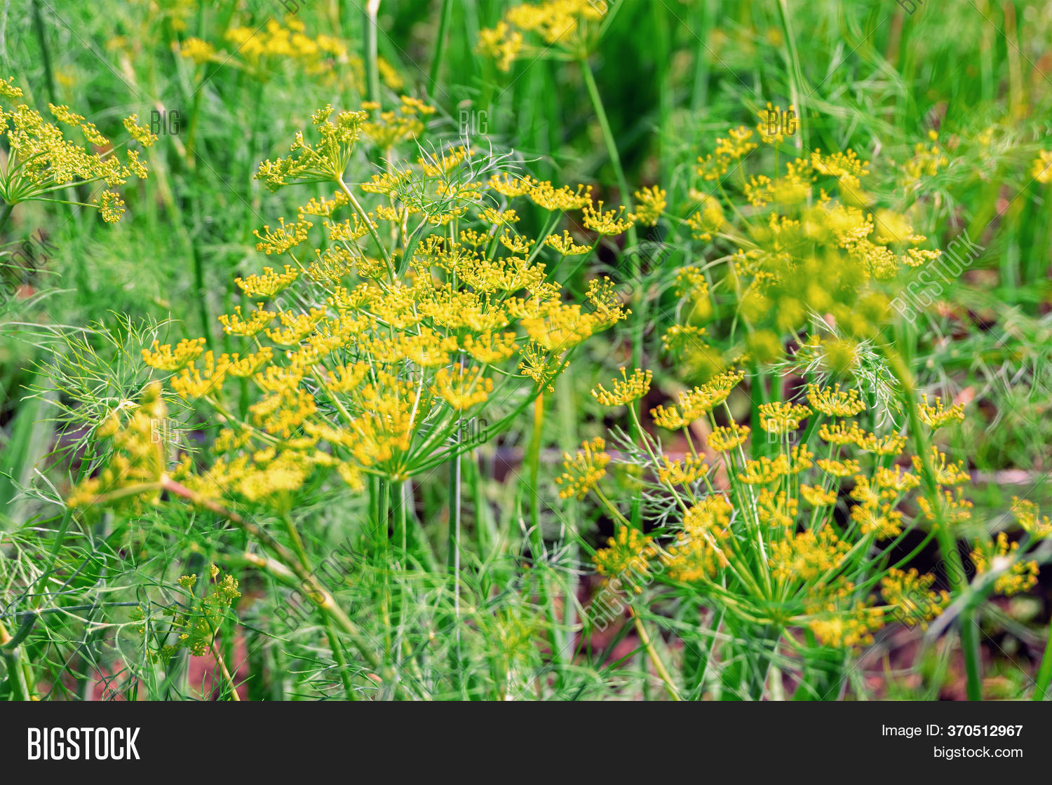 Yellow Dill Umbrellas Image & Photo (Free Trial) | Bigstock