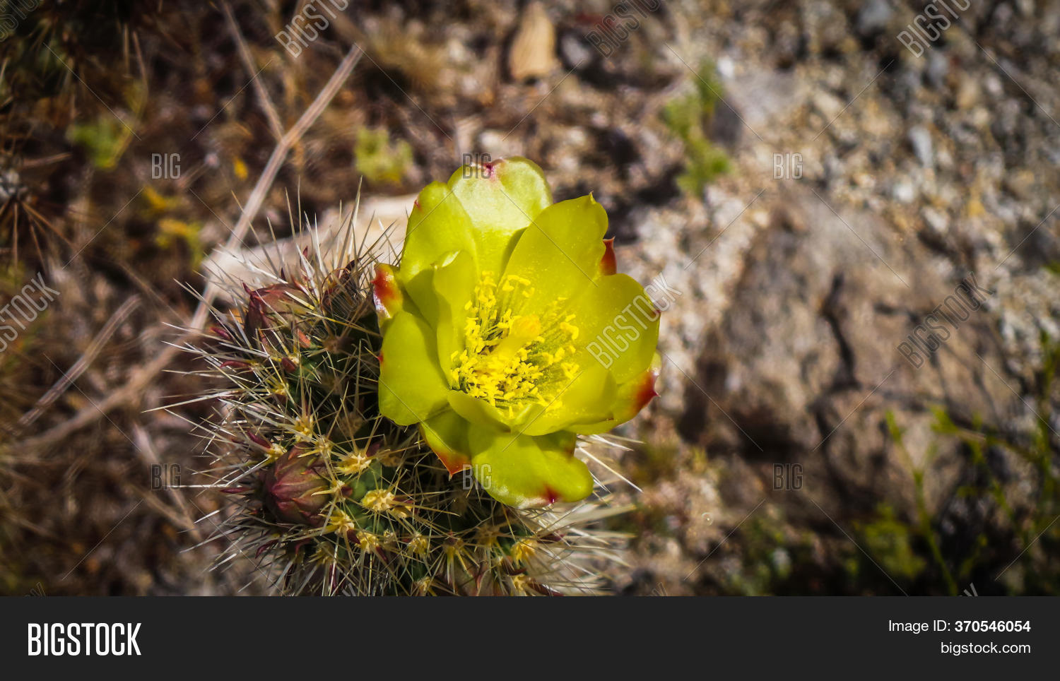 Close Cholla Cactus Image & Photo (Free Trial) | Bigstock