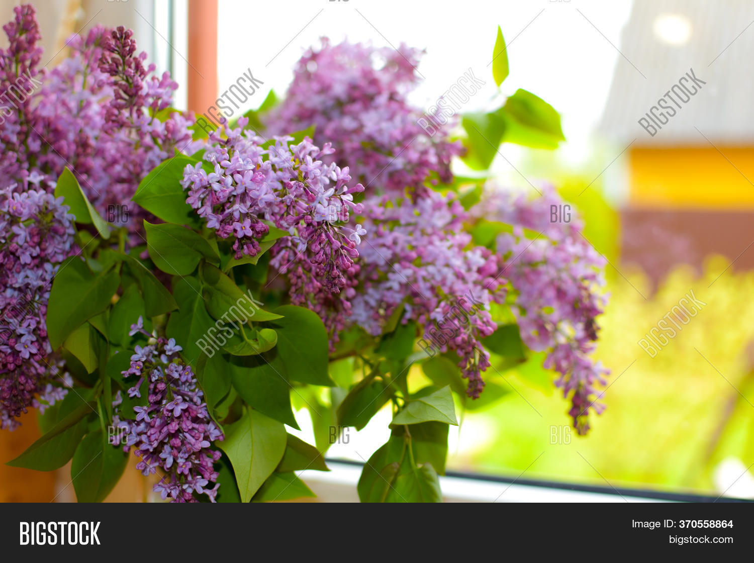 Lilac On Window. Image & Photo (Free Trial) | Bigstock