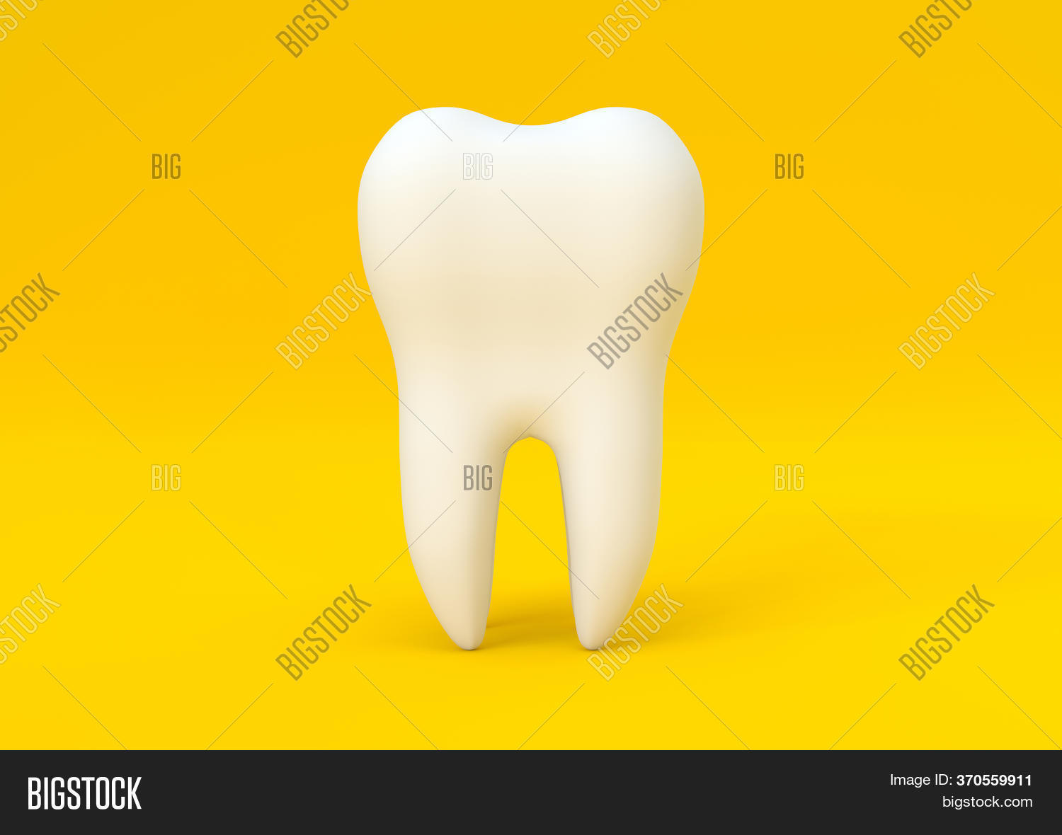 Dental Model Premolar Image & Photo (Free Trial) | Bigstock