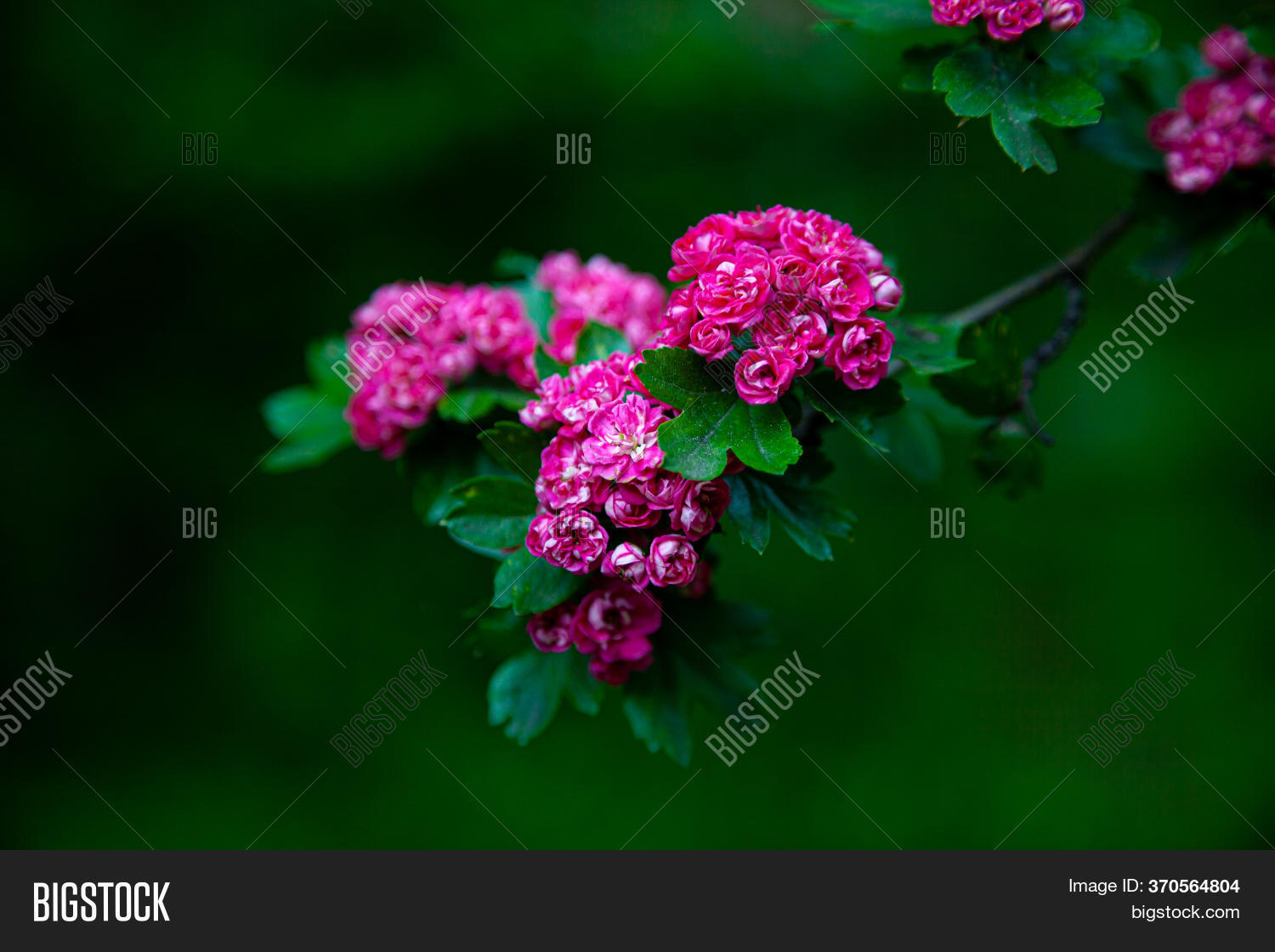 Hawthorn Medicinal Image & Photo (Free Trial) | Bigstock