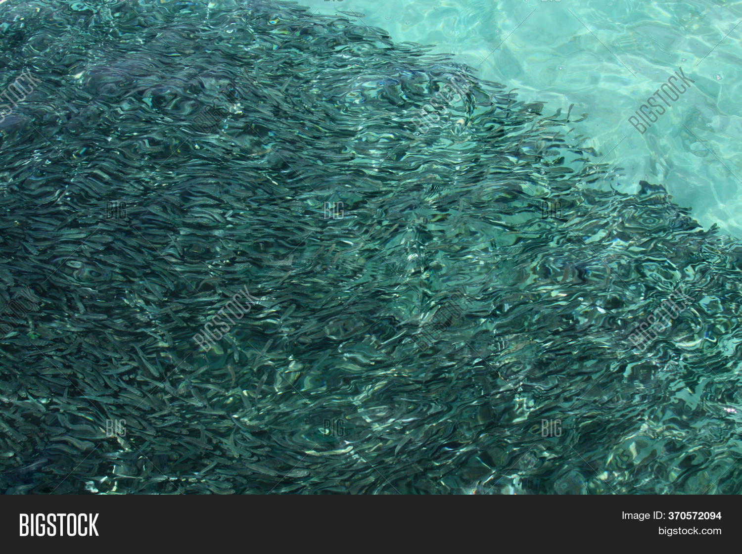 School Fish Crowding Image & Photo (Free Trial) | Bigstock