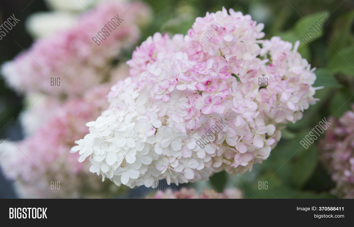 Close- Hydrangea Image & Photo (Free Trial) | Bigstock