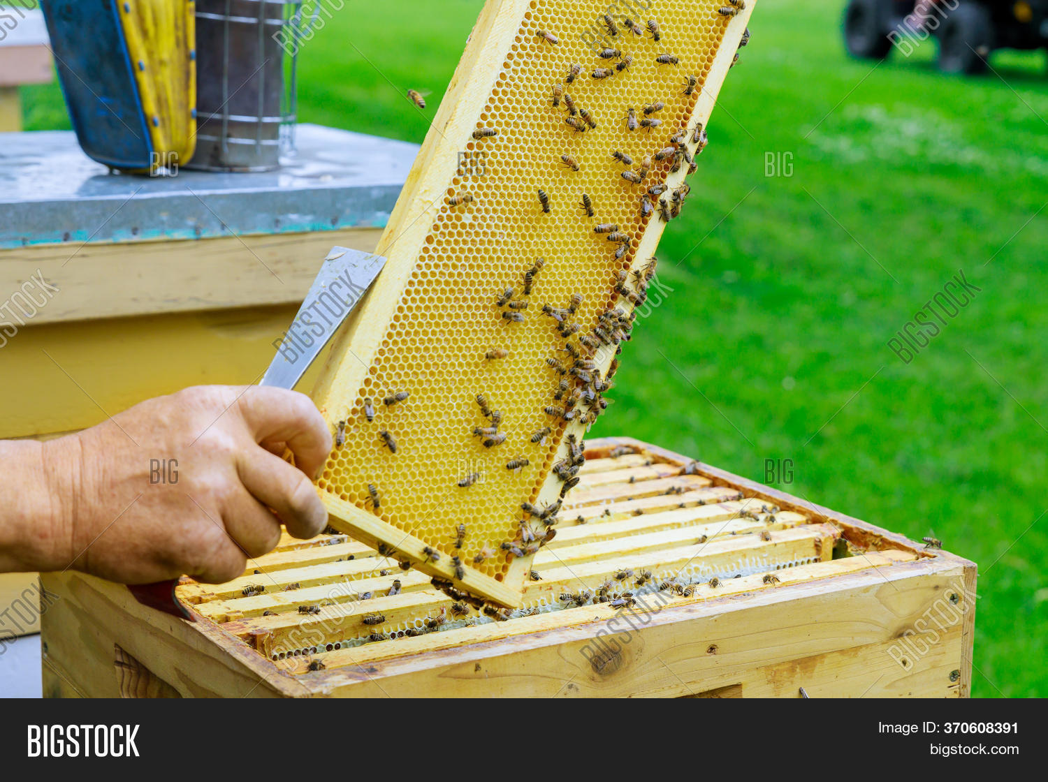 Beekeeper Working Bees Image & Photo (Free Trial) | Bigstock