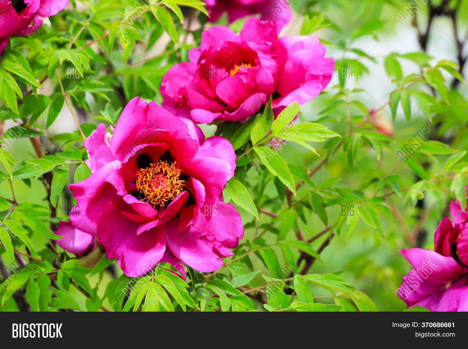 Beautiful Pink Peonies Image & Photo (Free Trial) | Bigstock
