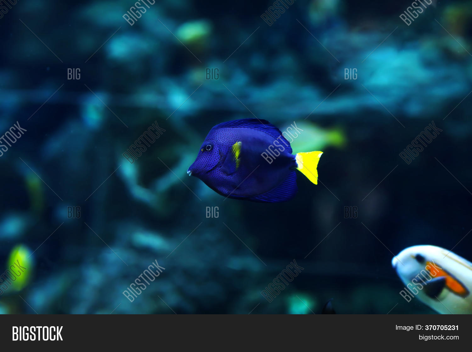 Yellowtail Damselfish Image & Photo (Free Trial) | Bigstock