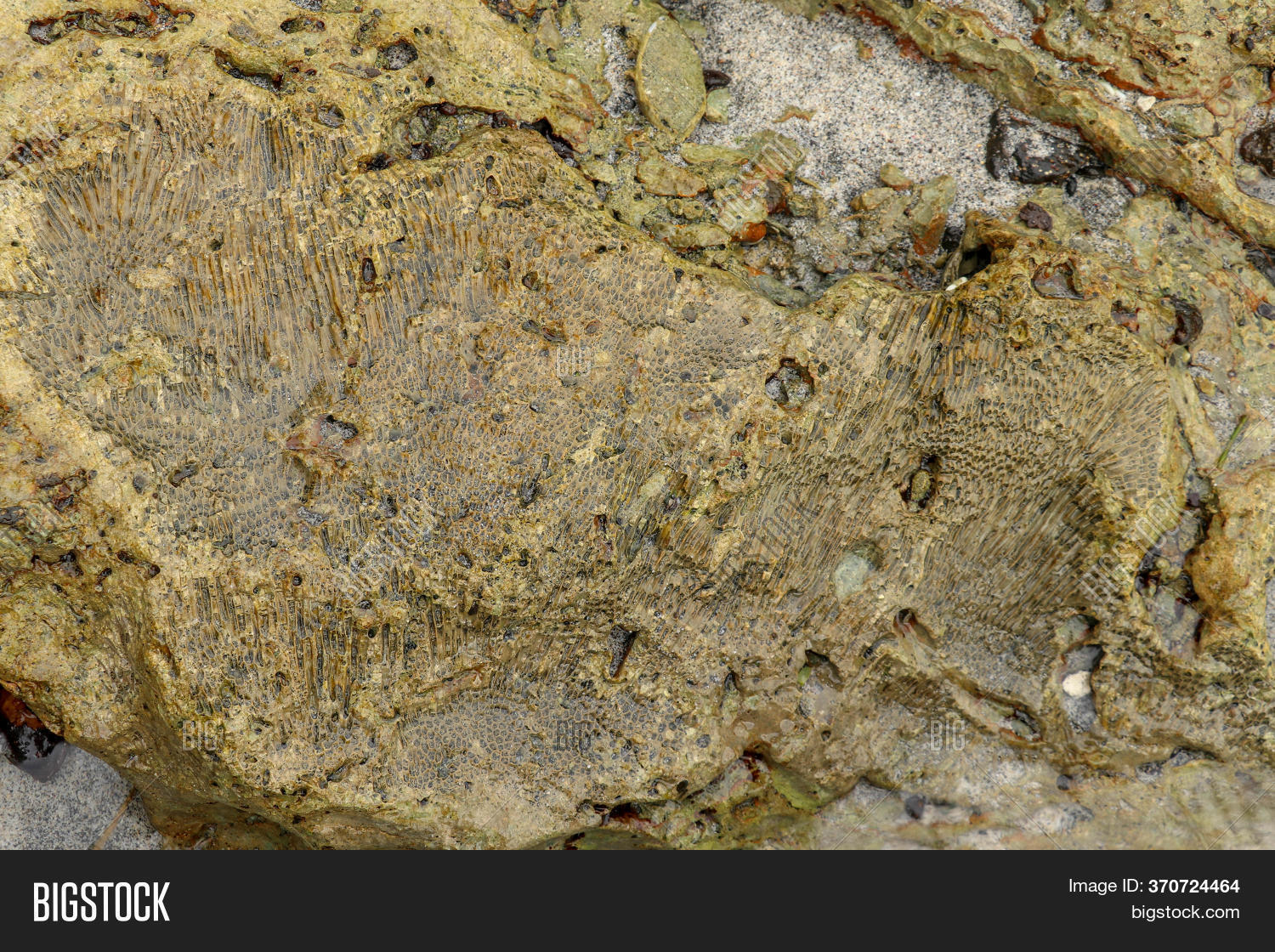 Fossilized Sea Animal Image & Photo (Free Trial) | Bigstock