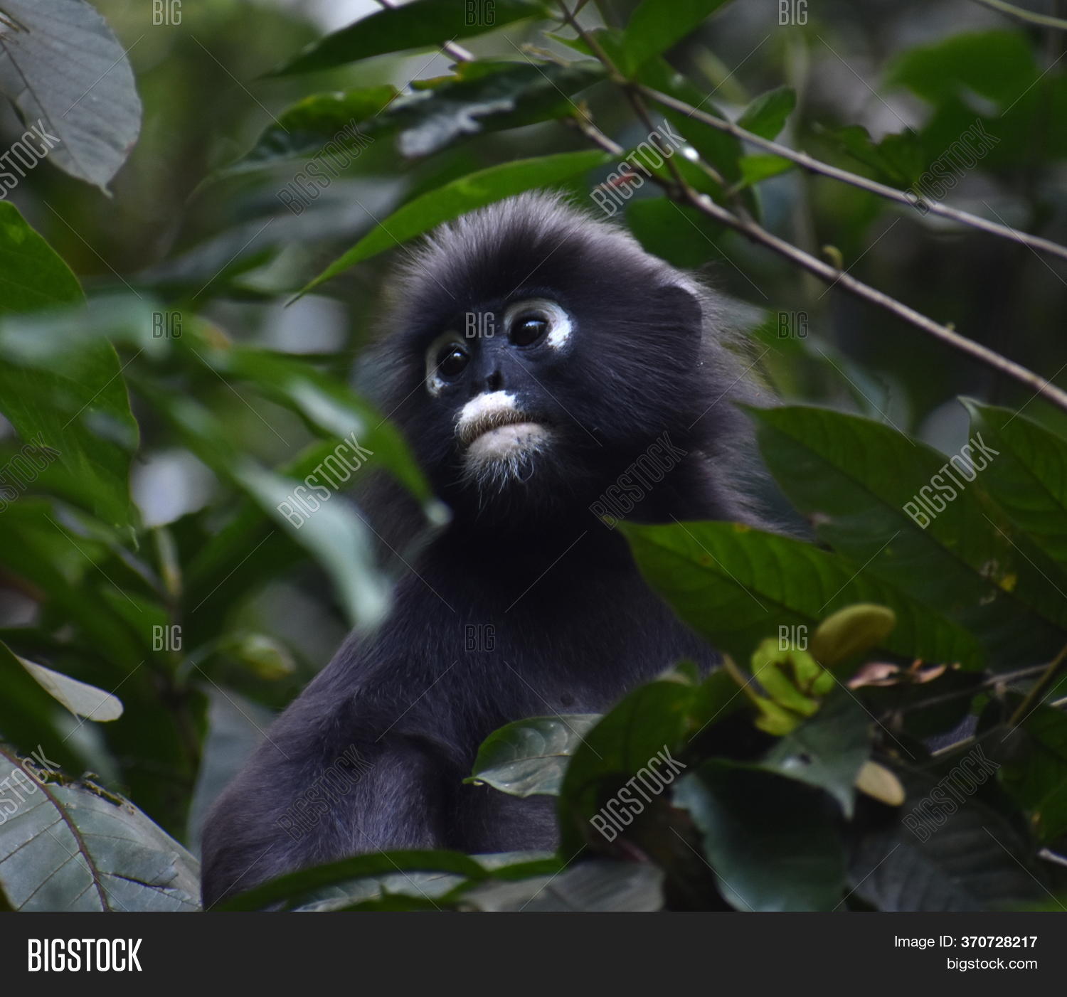Cute Langur Monkey Image & Photo (Free Trial) | Bigstock