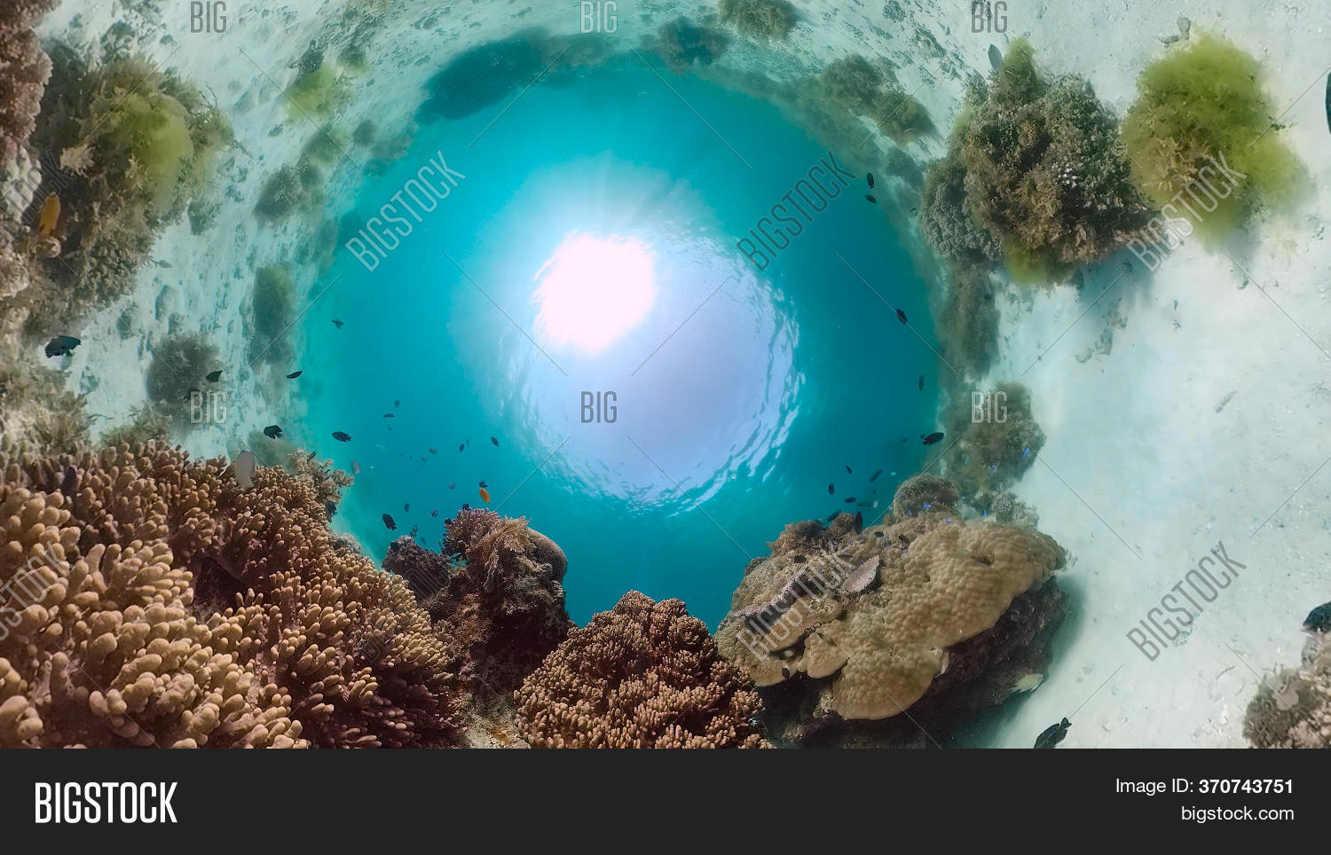 Beautiful Underwater Image & Photo (Free Trial) | Bigstock