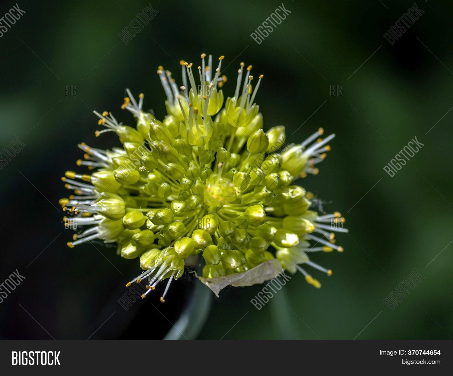 Wild Garlic Blooms, Image & Photo (Free Trial) | Bigstock