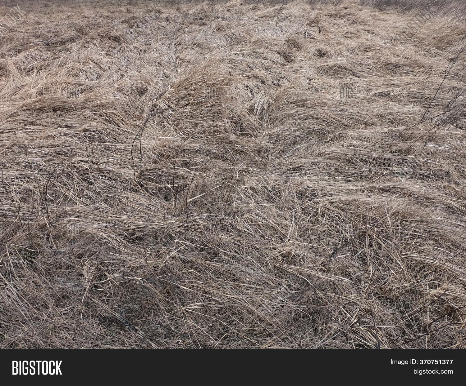 Wilted Steppe Grass Image & Photo (Free Trial) | Bigstock