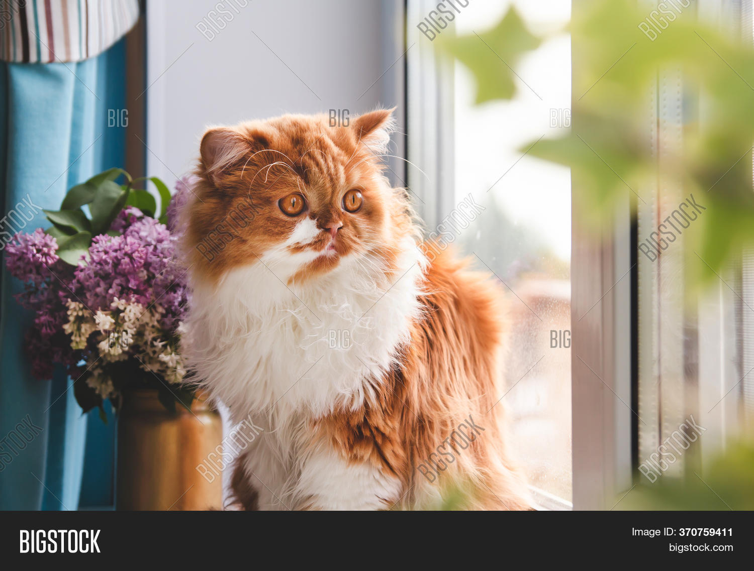 Fluffy Ginger Cat Sits Image & Photo (Free Trial) | Bigstock