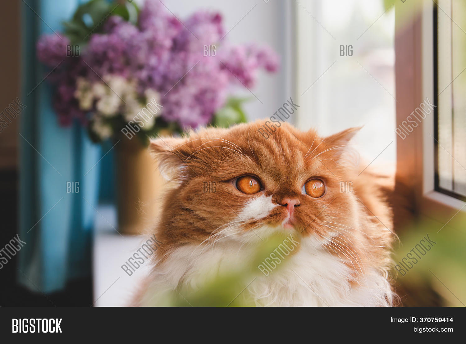 Fluffy Ginger Cat Sits Image & Photo (Free Trial) | Bigstock