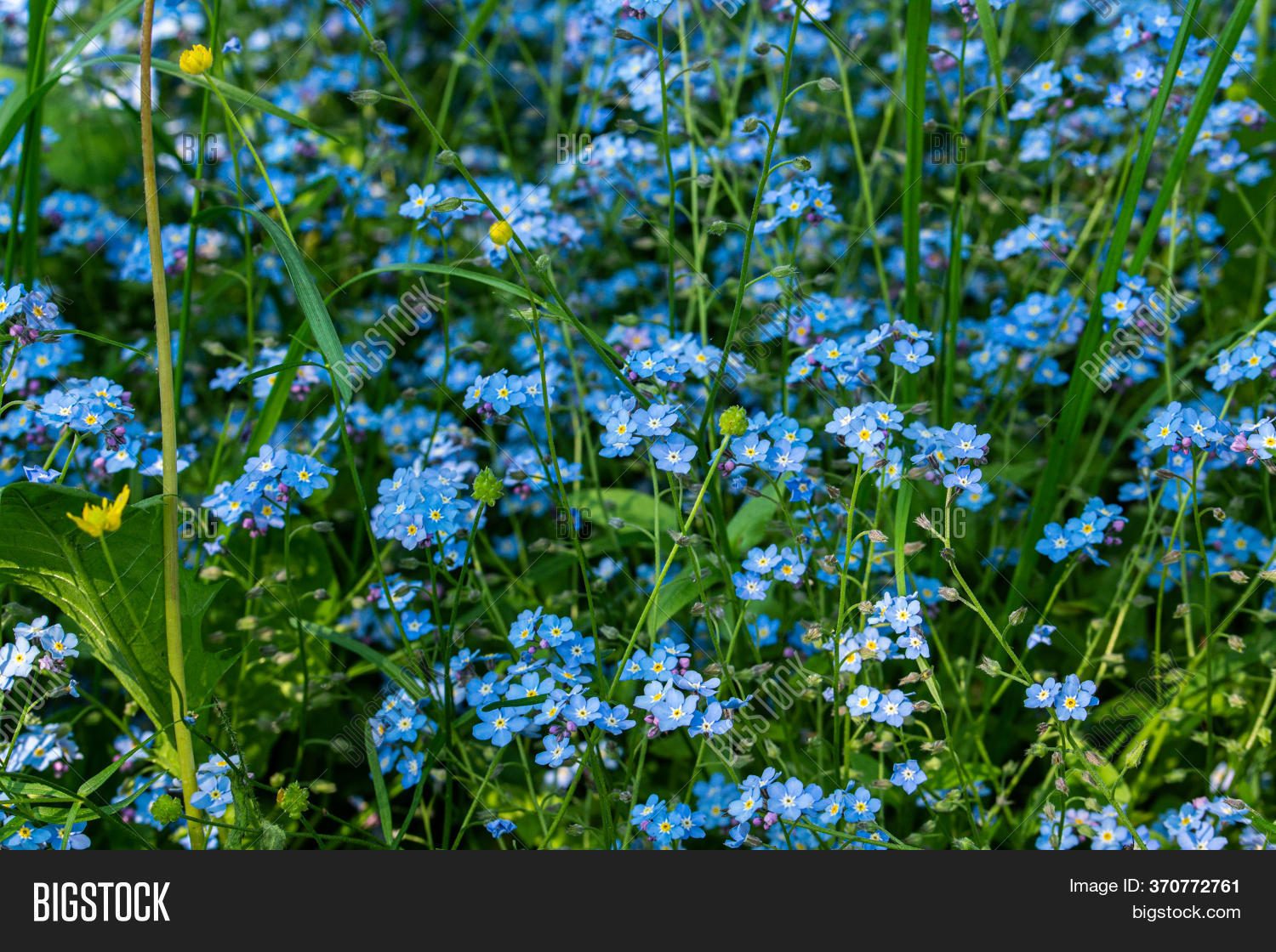 Blue Forget-me-nots Image & Photo (Free Trial) | Bigstock