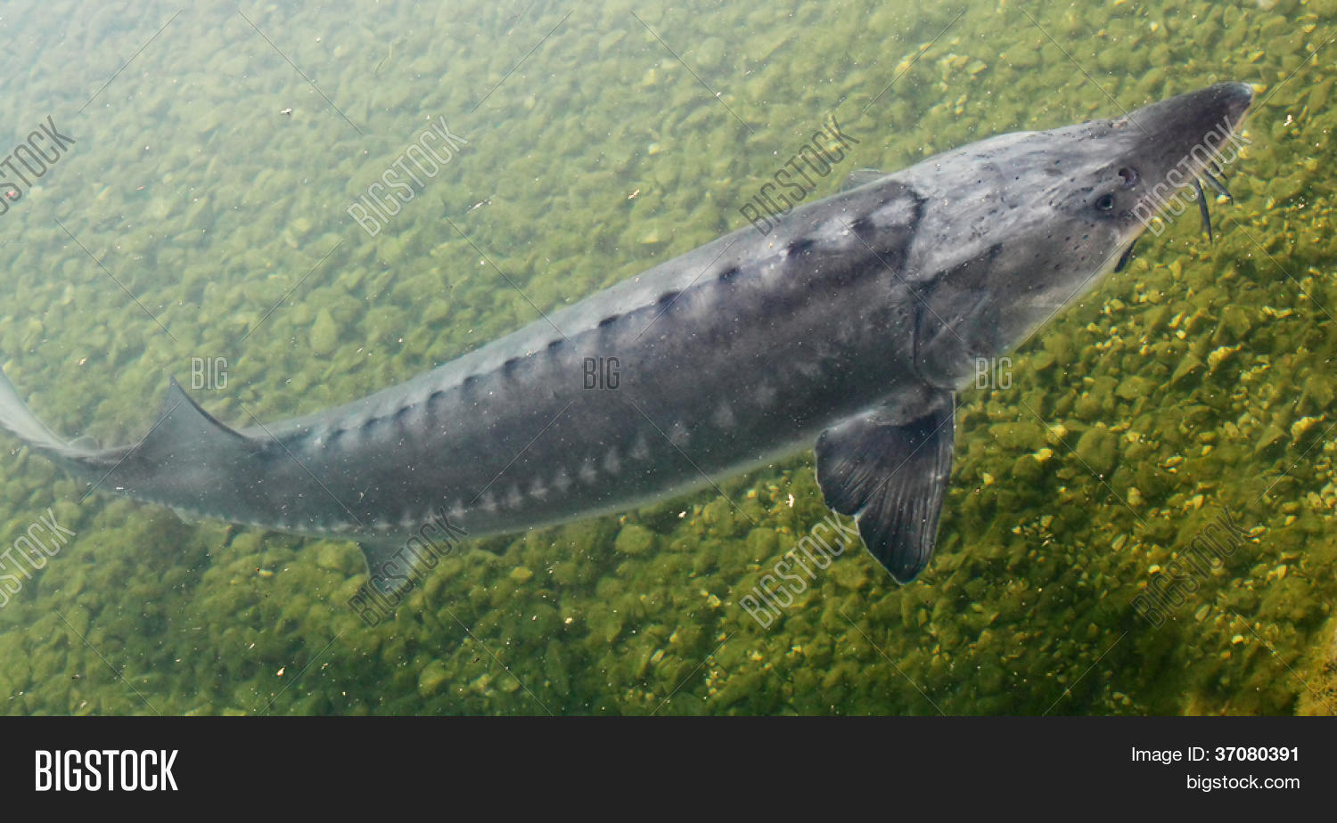 Sturgeon. Big Fish Image & Photo (Free Trial) | Bigstock