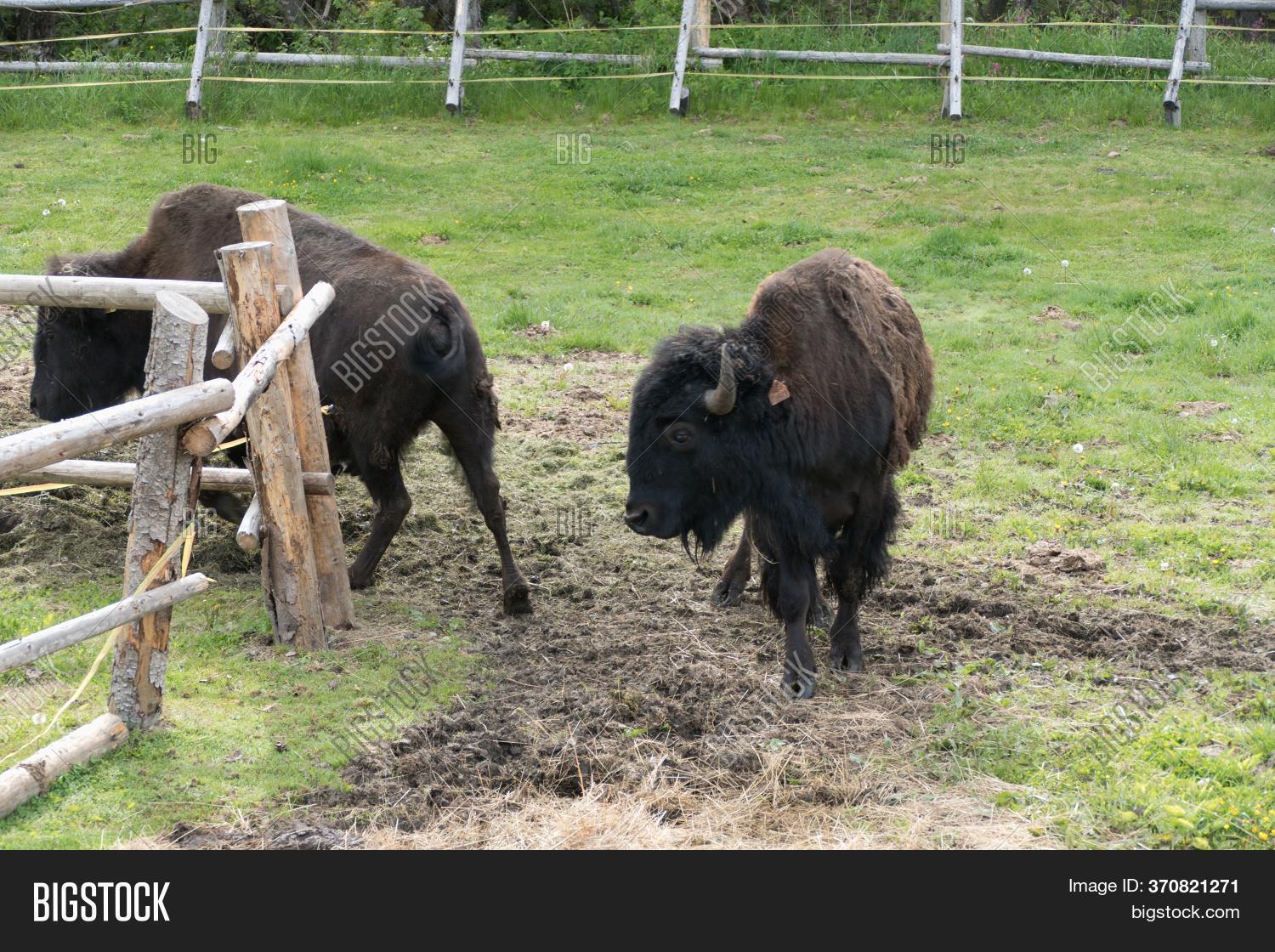 Bison Couple Fenced Image & Photo (Free Trial) | Bigstock