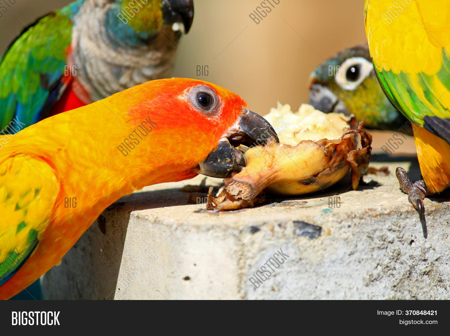Many Colorful Parrot Image & Photo (Free Trial) | Bigstock