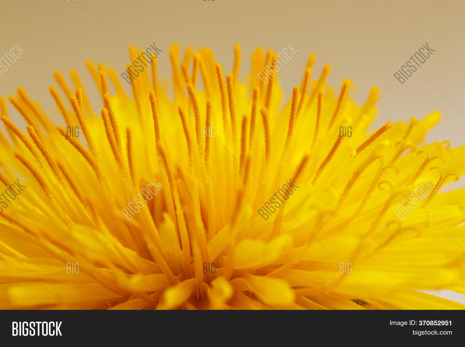 Dandelion Flower Head Image & Photo (Free Trial) | Bigstock