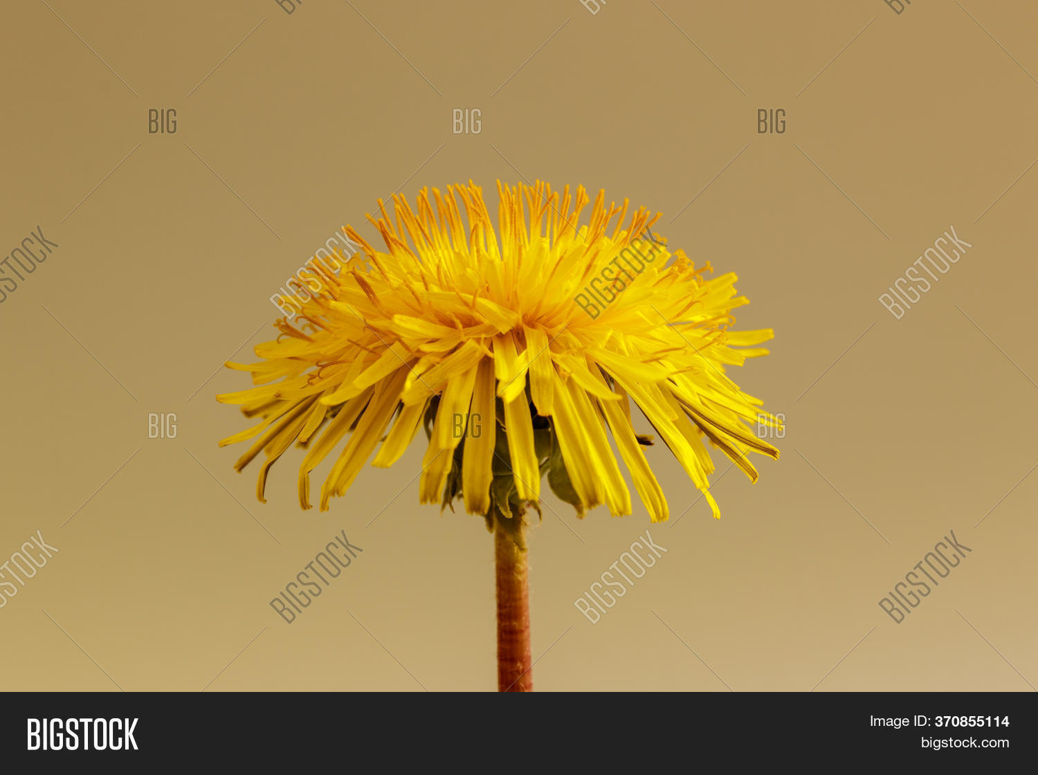 Dandelion Flower Head Image & Photo (Free Trial) | Bigstock
