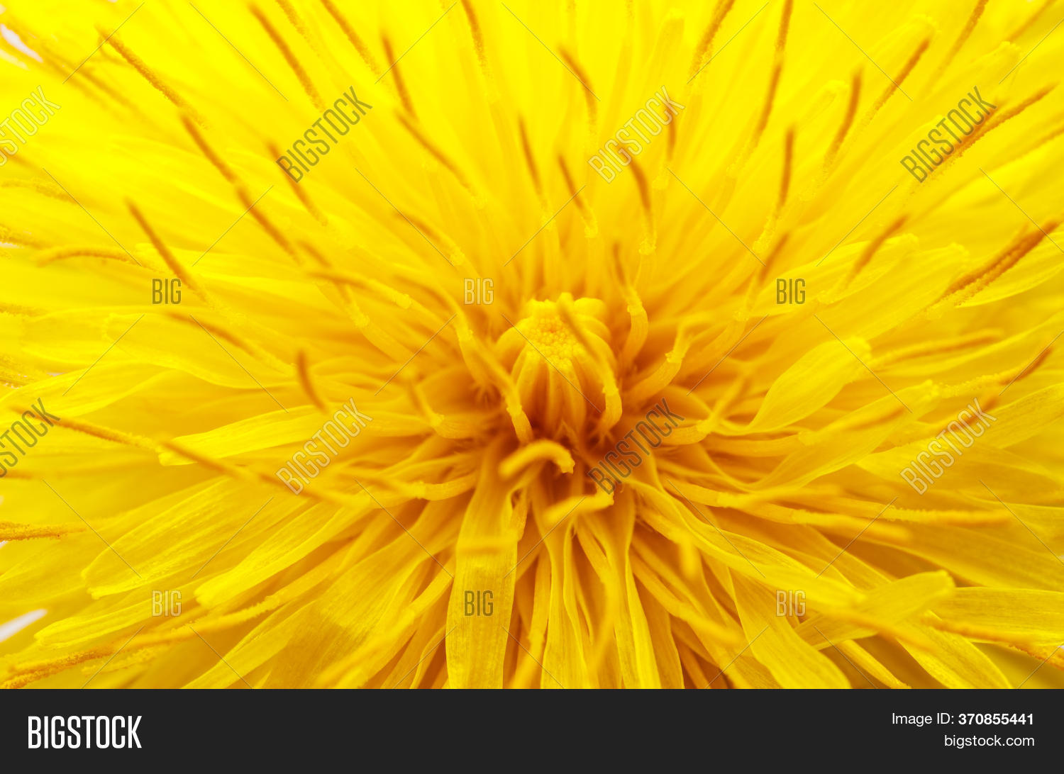 Dandelion Flower Head Image & Photo (Free Trial) | Bigstock