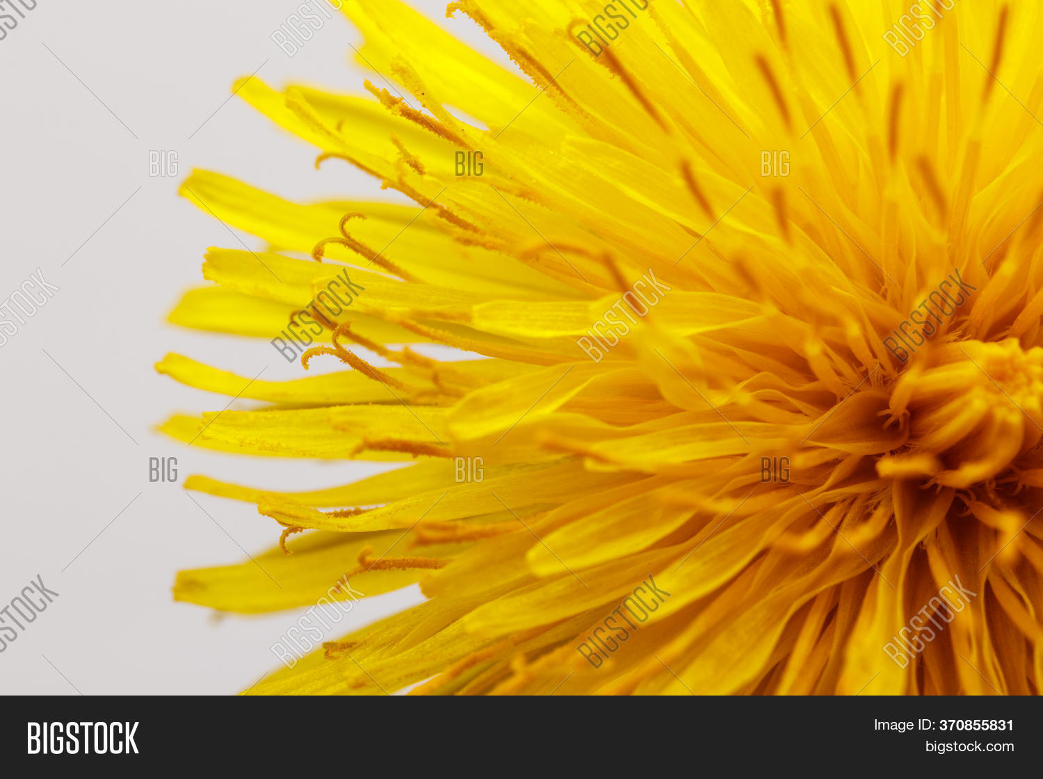 Dandelion Flower Head Image & Photo (Free Trial) | Bigstock