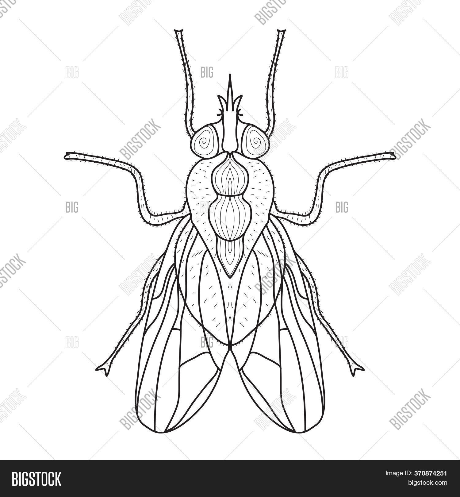 Fly Insect Sketch, Image & Photo (Free Trial) | Bigstock