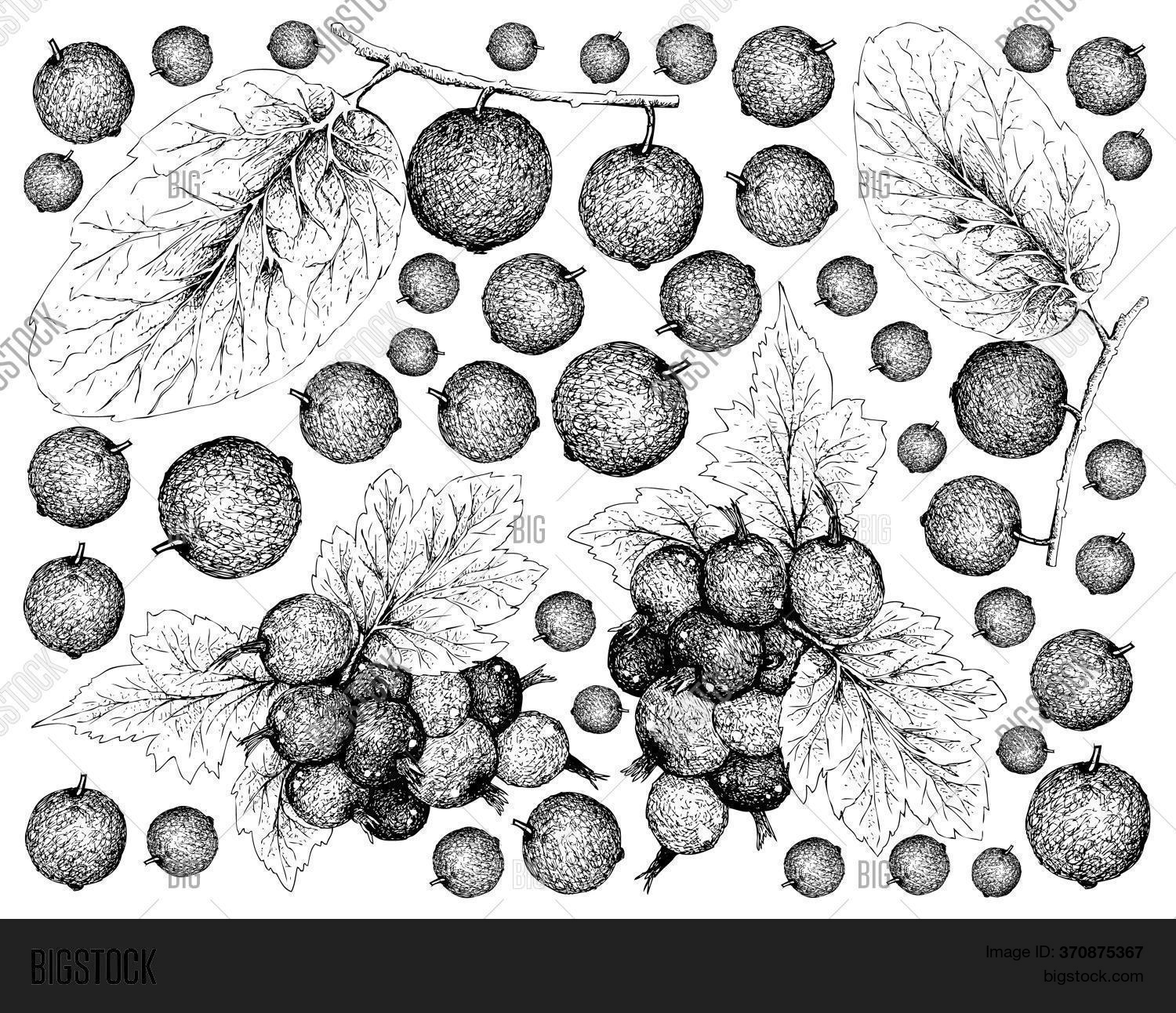 Berry Fruit, Vector & Photo (Free Trial) | Bigstock