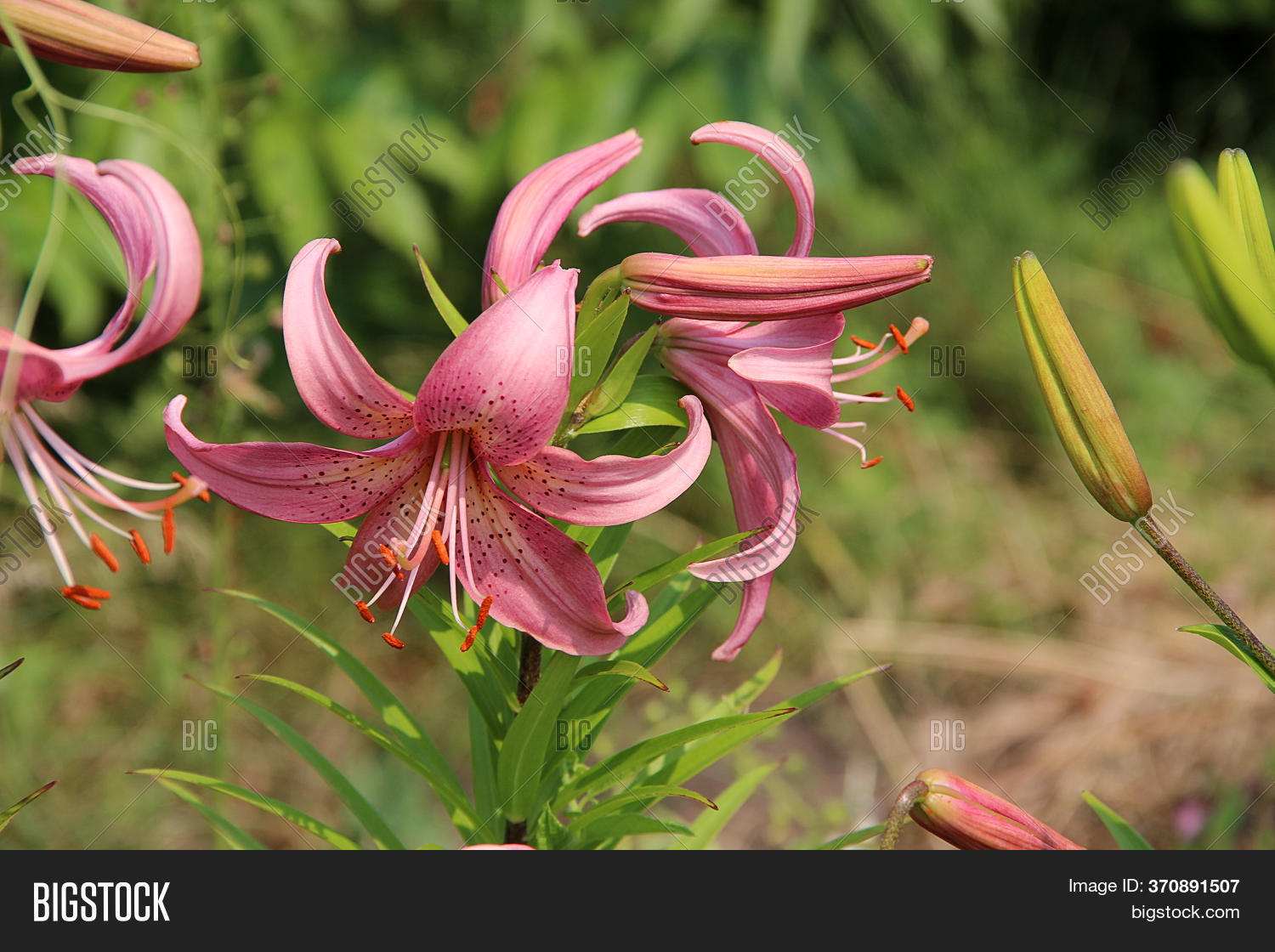 Two Pink Flowers Image & Photo (Free Trial) | Bigstock