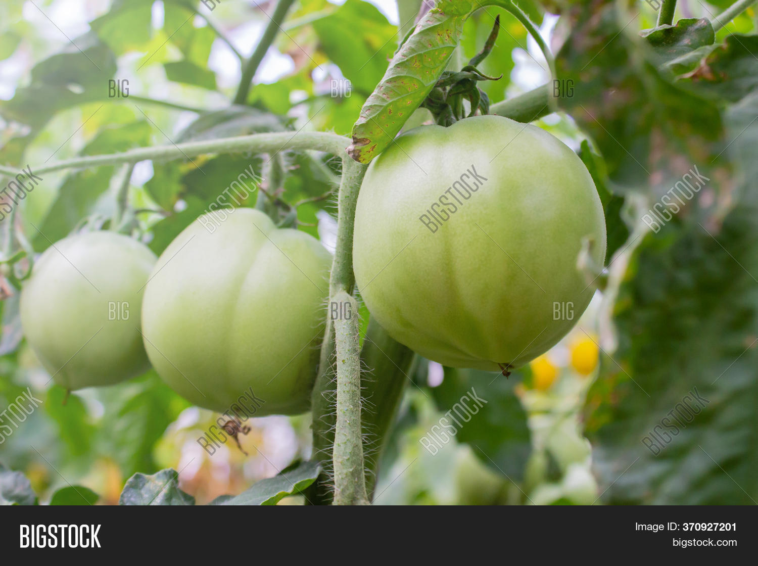 Unripe Tomatoes Ripen Image & Photo (Free Trial) | Bigstock