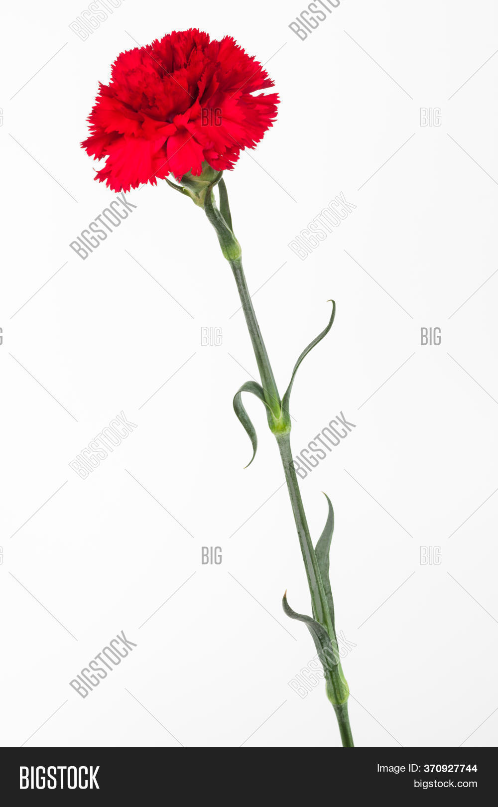 Red Carnation Close- Image & Photo (Free Trial) | Bigstock