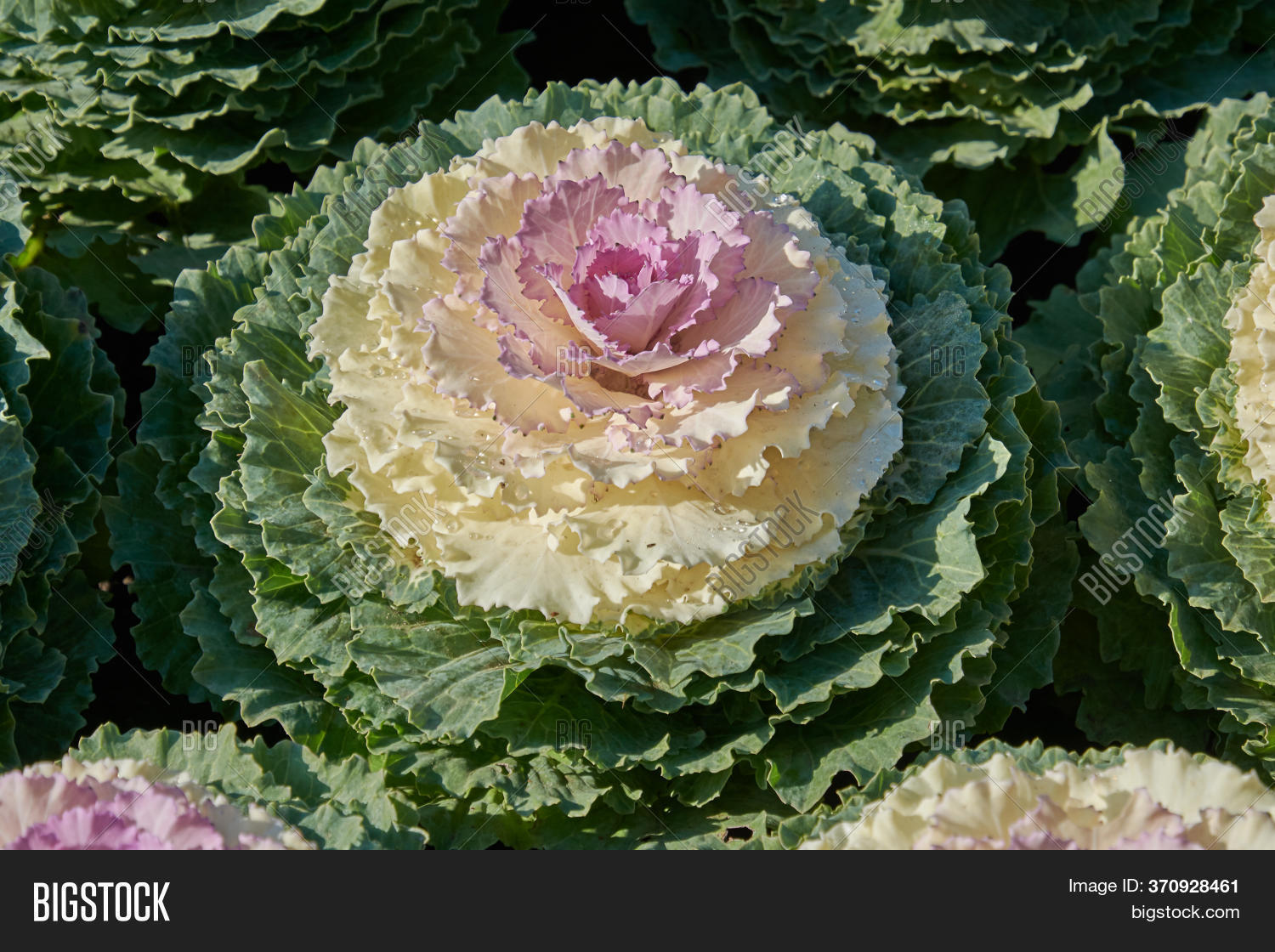 Decorative Composition Image & Photo (Free Trial) | Bigstock