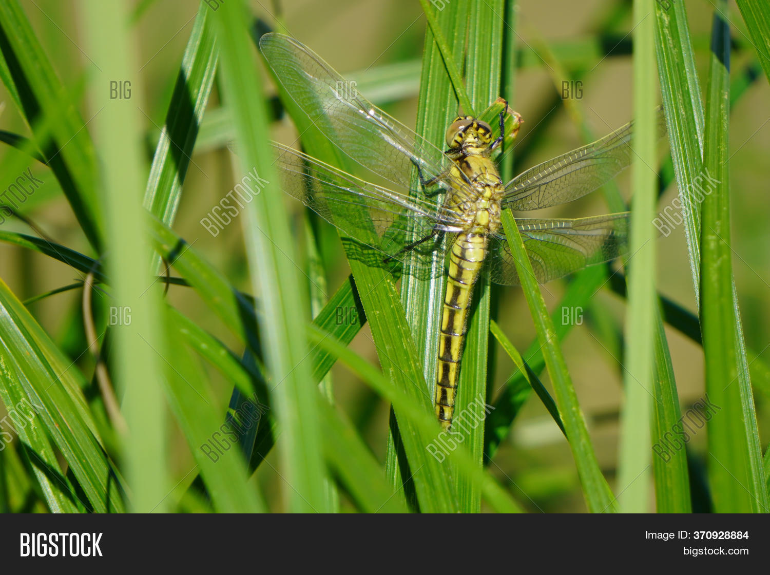 Light Green Dragonfly Image & Photo (Free Trial) | Bigstock