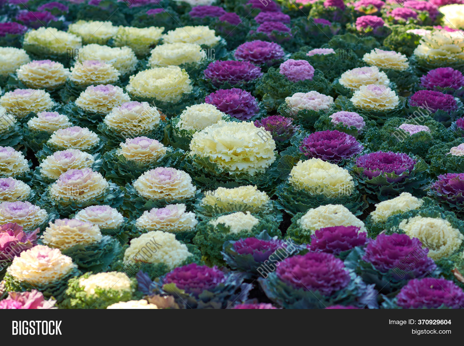 Decorative Composition Image & Photo (Free Trial) | Bigstock
