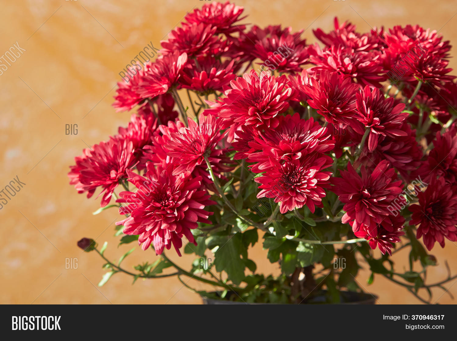 Pot Red Chrysanthemums Image & Photo (Free Trial) | Bigstock
